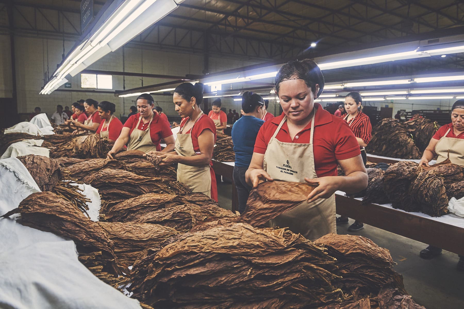 Chapter 4. Sorting & Fermentation - Rocky Patel Premium Cigars