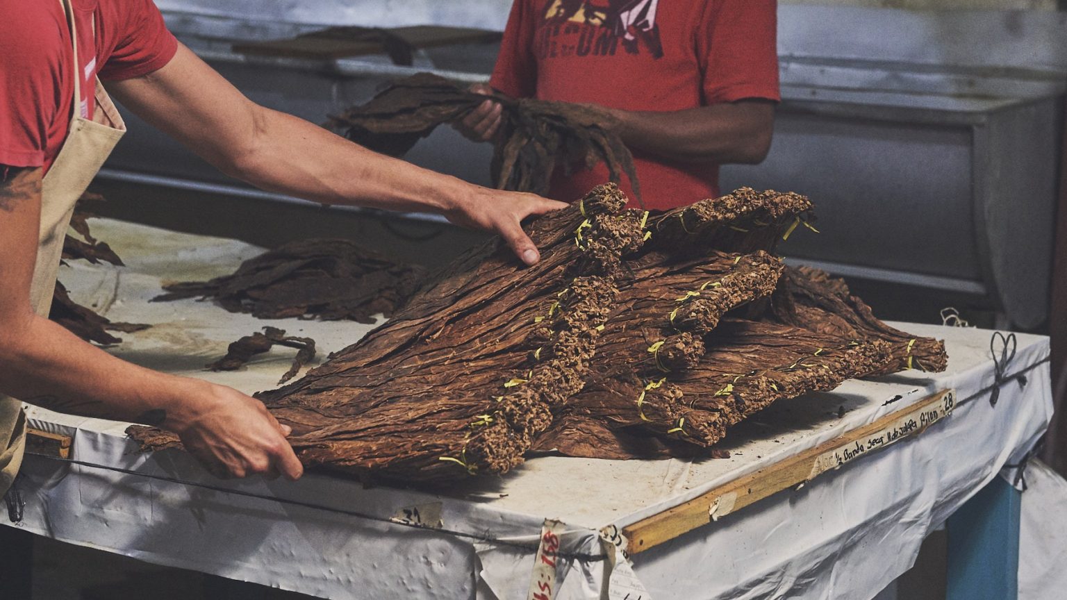 Chapter 4. Sorting & Fermentation - Rocky Patel Premium Cigars