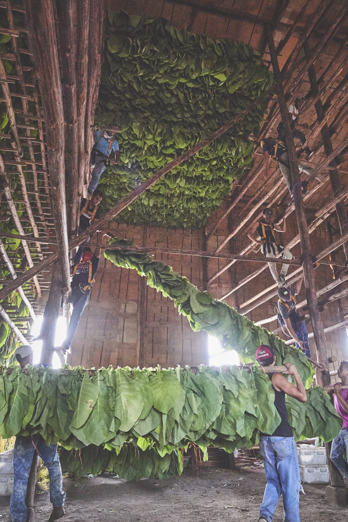 Chapter 3. Curing Barns - Rocky Patel Premium Cigars