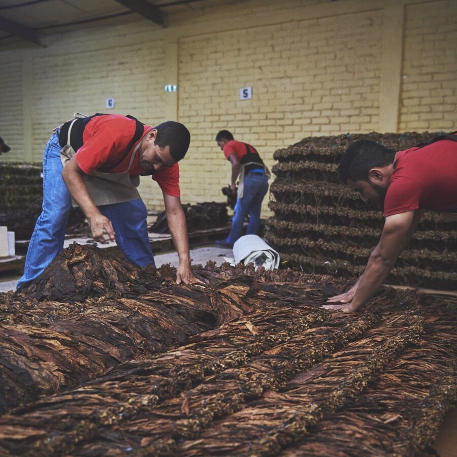 Chapter 4. Sorting & Fermentation - Rocky Patel Premium Cigars