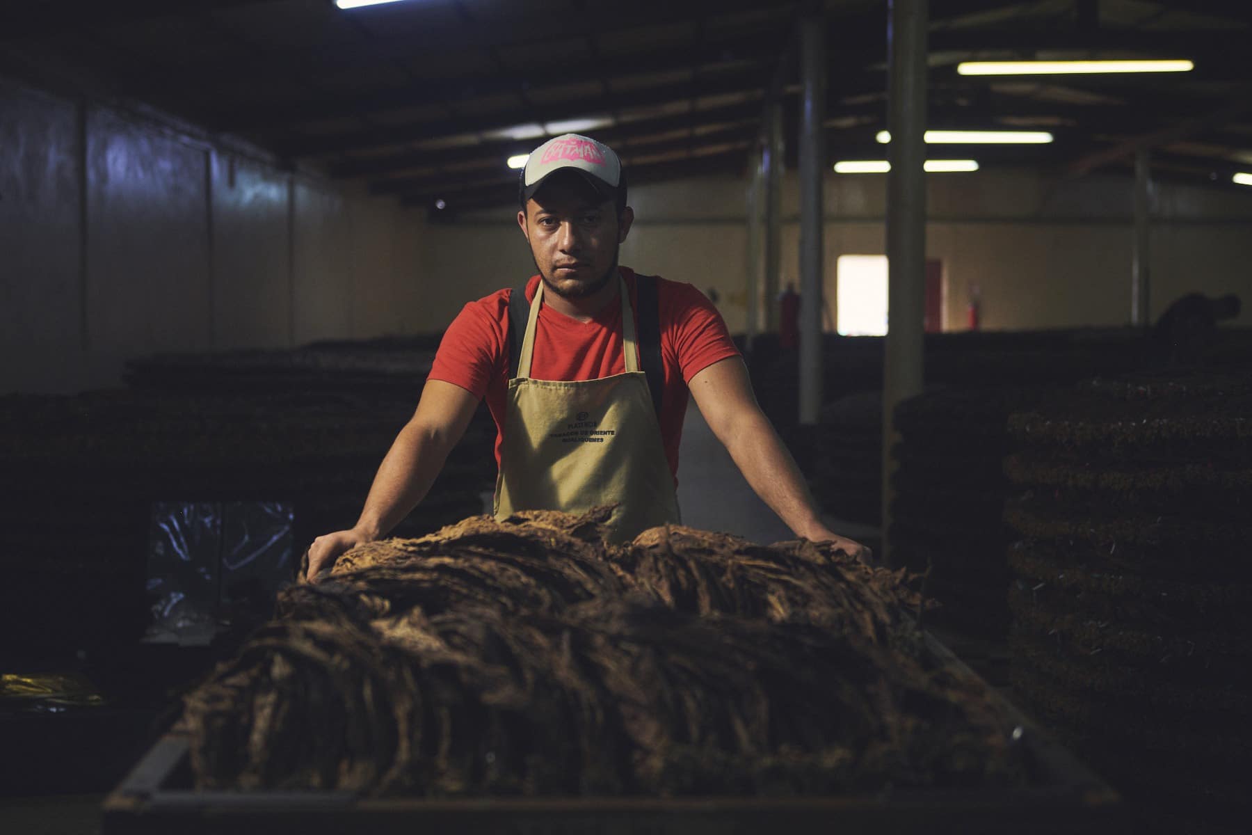 Chapter 4. Sorting & Fermentation - Rocky Patel Premium Cigars