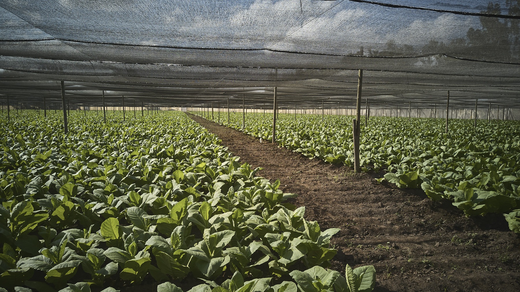 Chapter 2. Tobacco Fields - Rocky Patel Premium Cigars