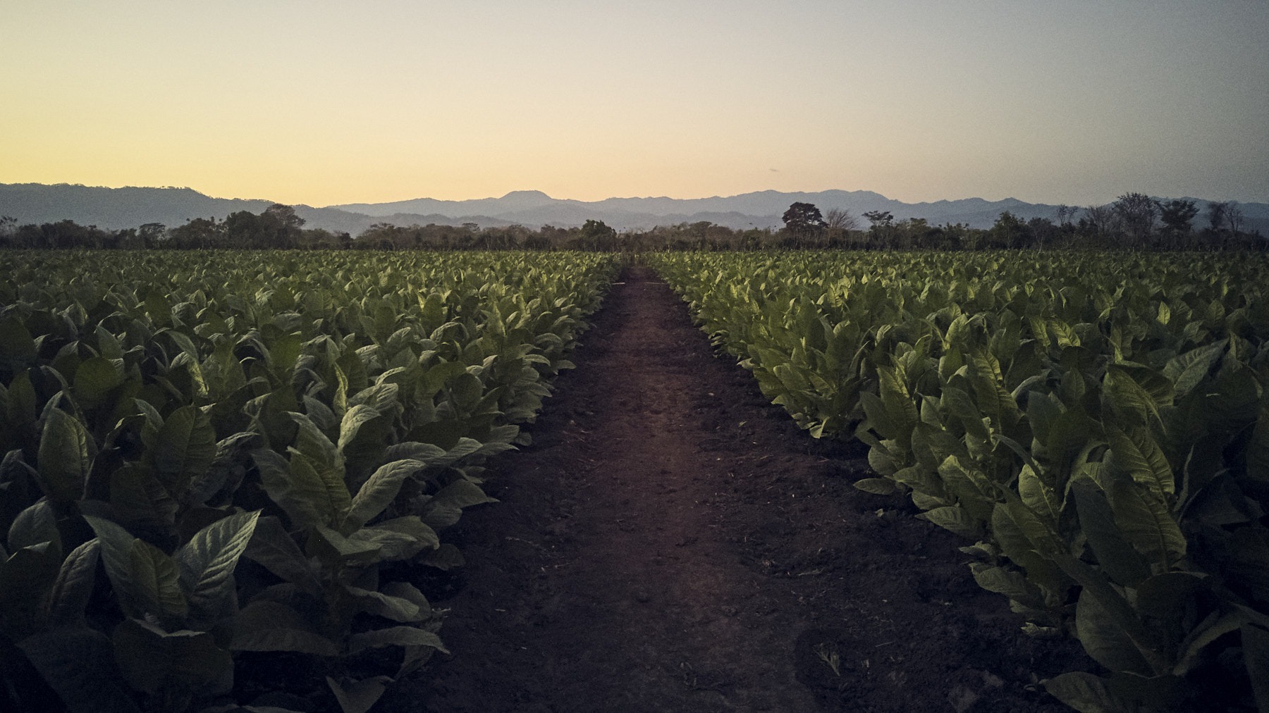 Chapter 2. Tobacco Fields - Rocky Patel Premium Cigars