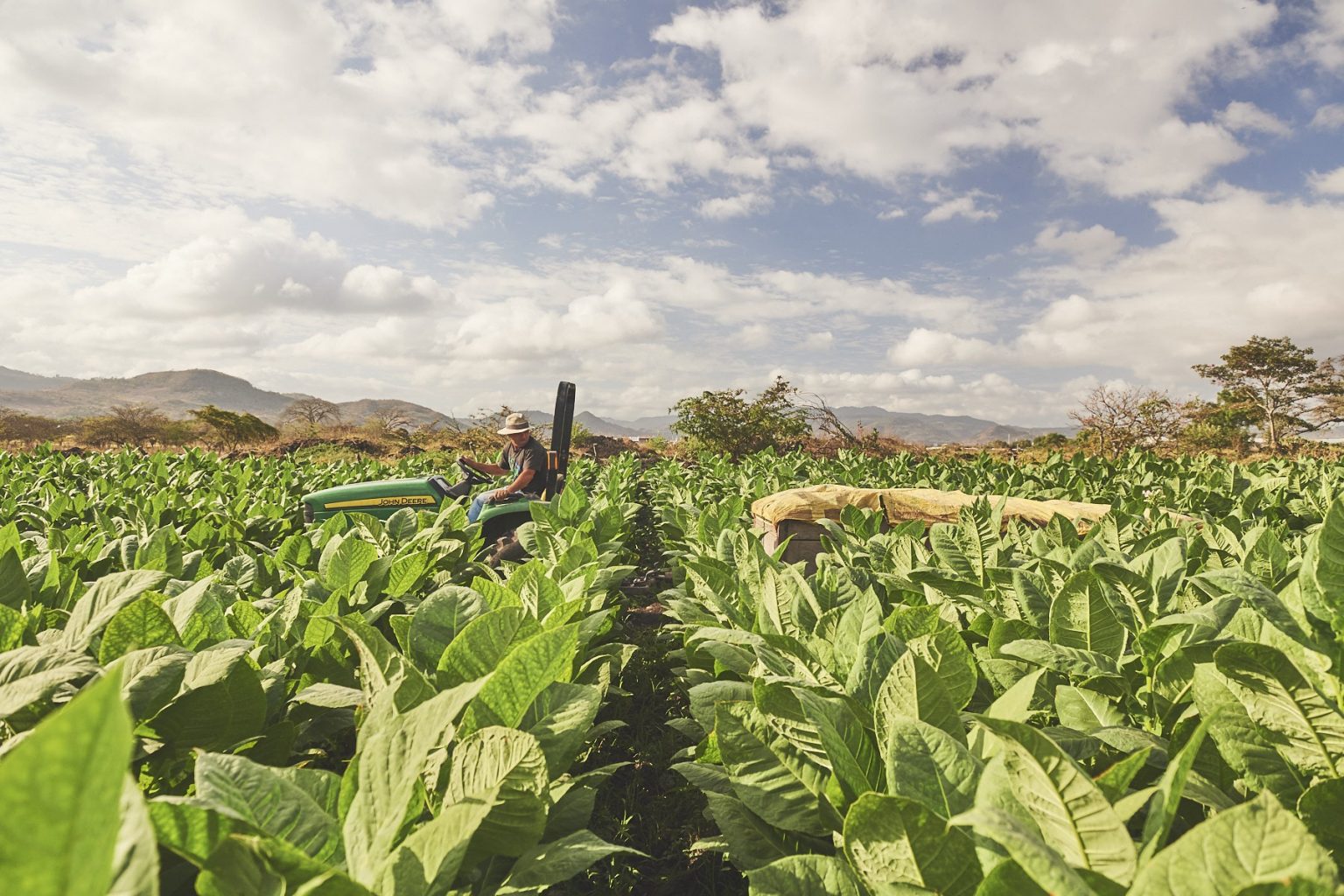 Chapter 2. Tobacco Fields - Rocky Patel Premium Cigars